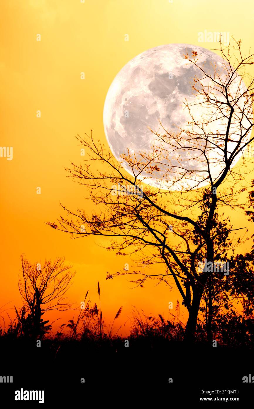 Silhouettes of dry tree against gold sky and bright moon. Beautiful ...