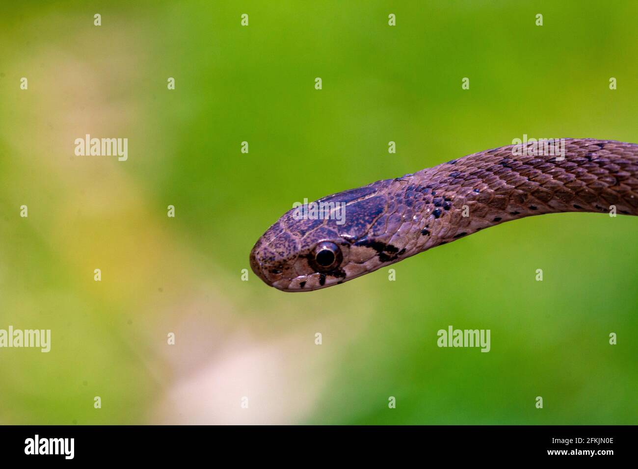 A selective focus shot of a newborn baby brown snake known as Storeria ...