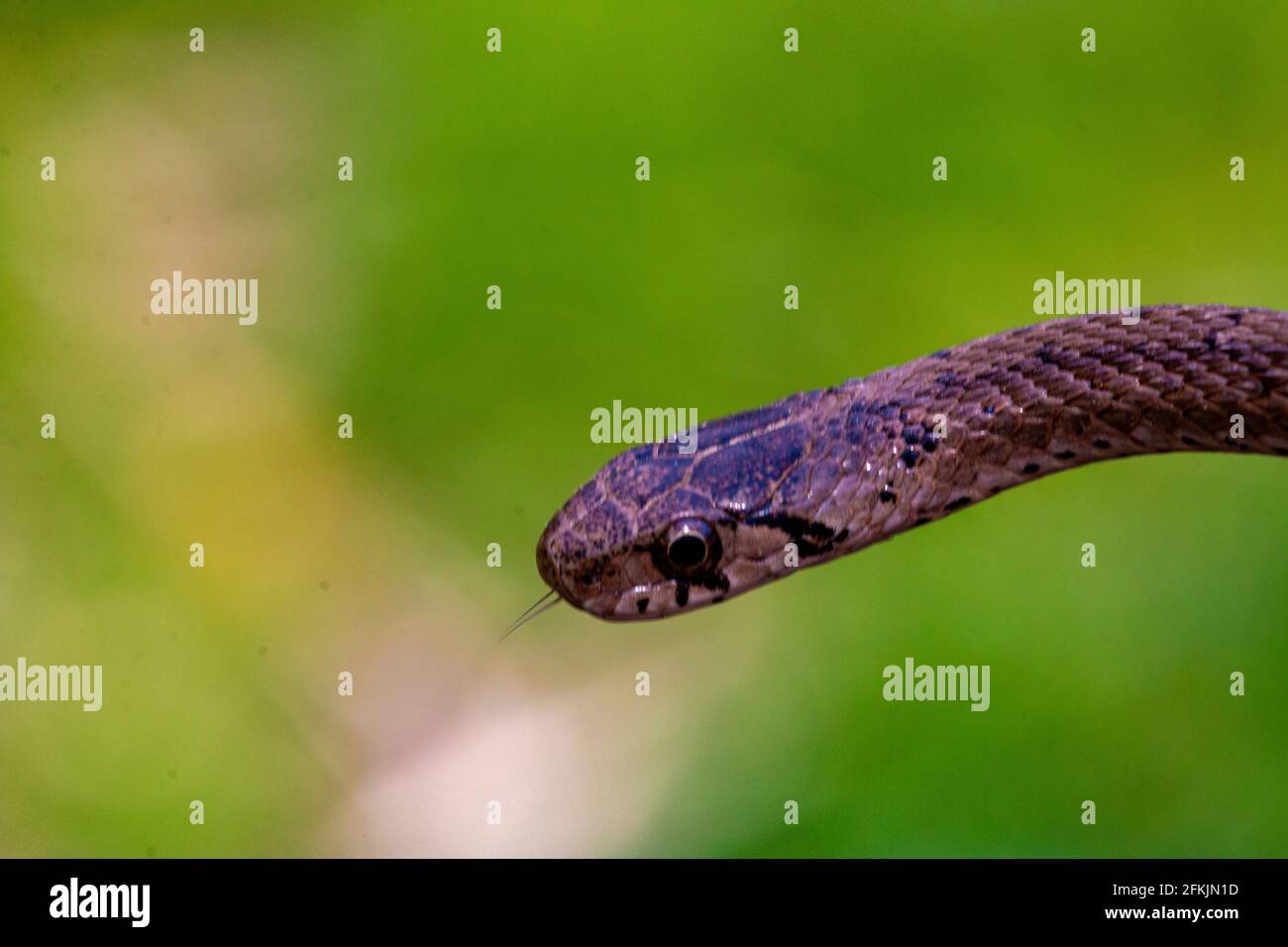 A selective focus shot of a newborn baby brown snake known as Storeria ...