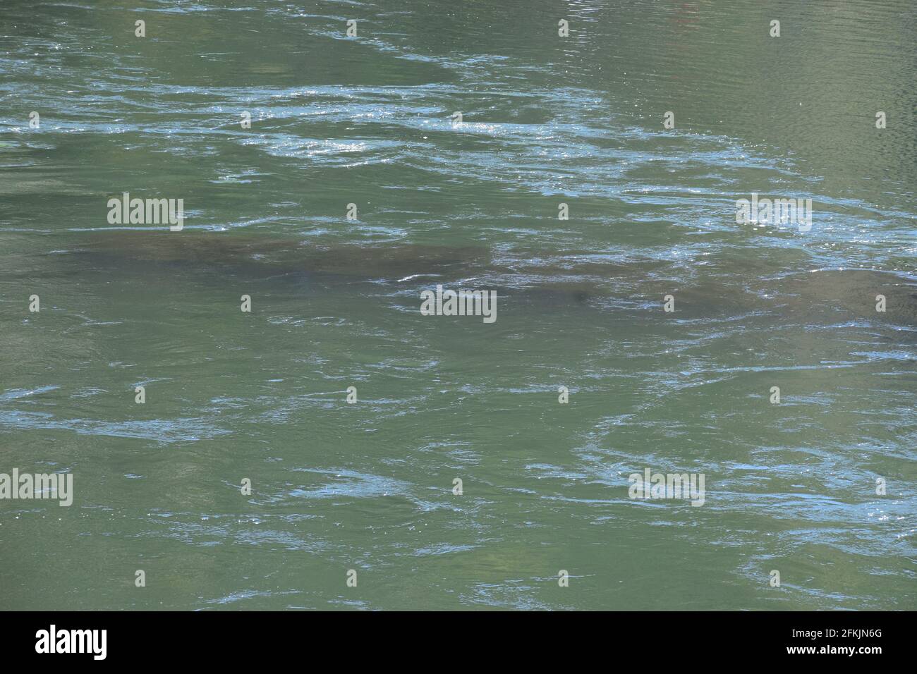 huge shadow under water Stock Photo - Alamy
