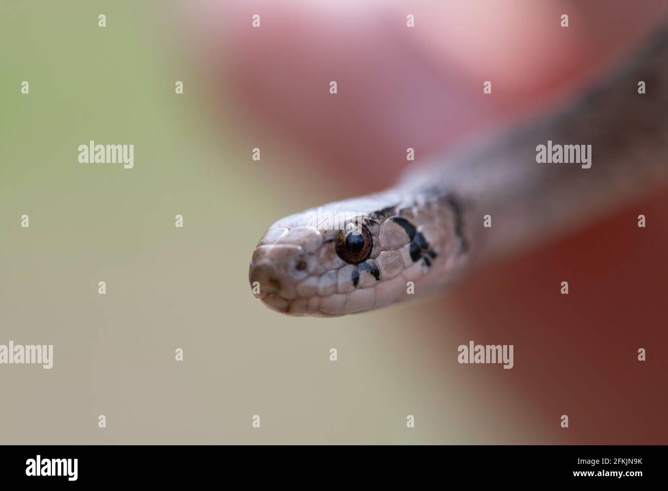 Dekays Brown Snake High Resolution Stock Photography and Images - Alamy