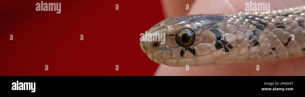 A selective focus shot of a newborn baby brown snake known as Storeria ...