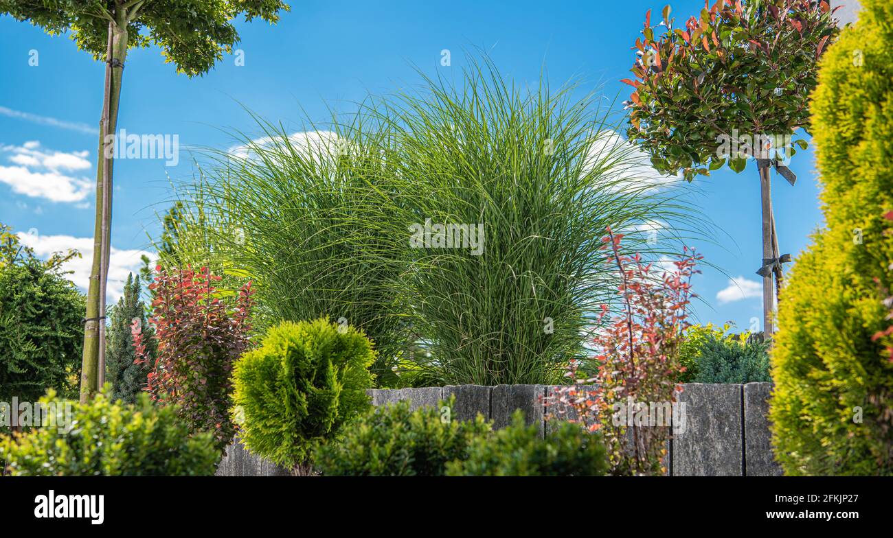 Residential Backyard Garden Rockery Plants Summer Vegetation. Nature ...