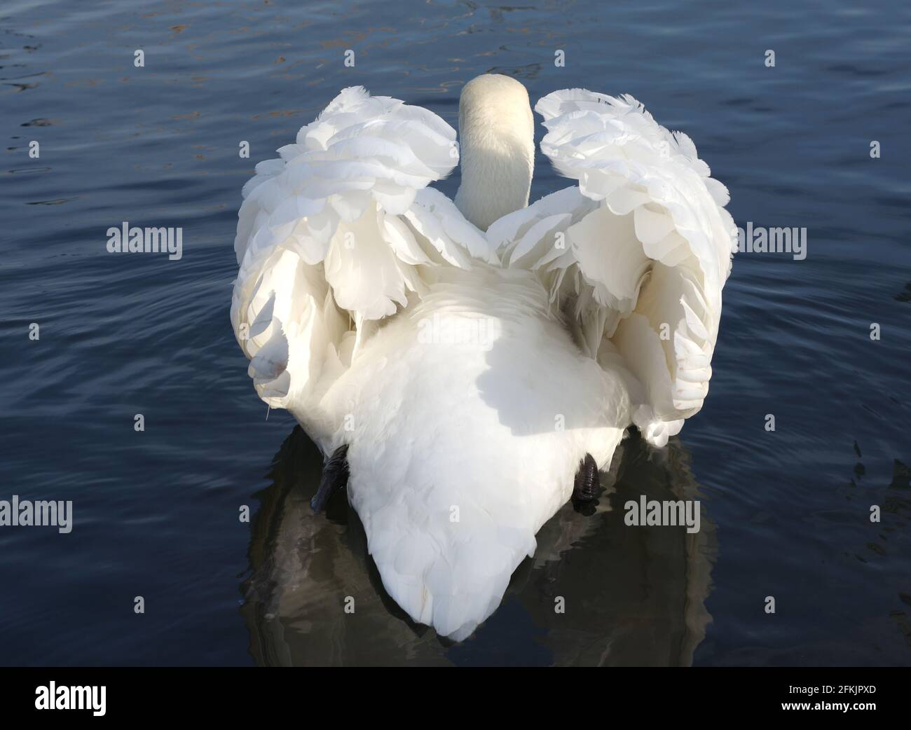 Mute swan behavior hi-res stock photography and images - Alamy