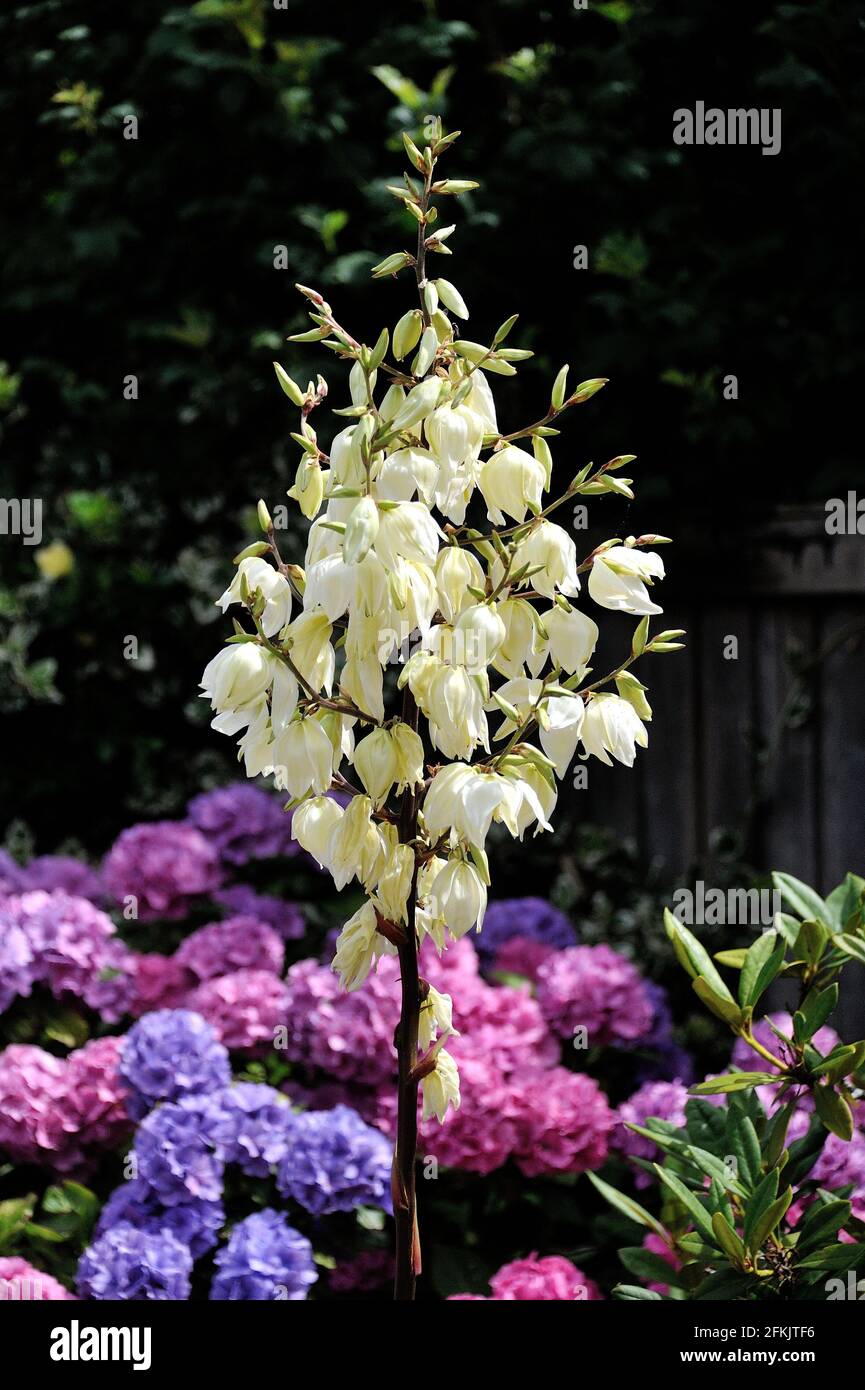 Adam's needle Yucca filamentosa Stock Photo - Alamy