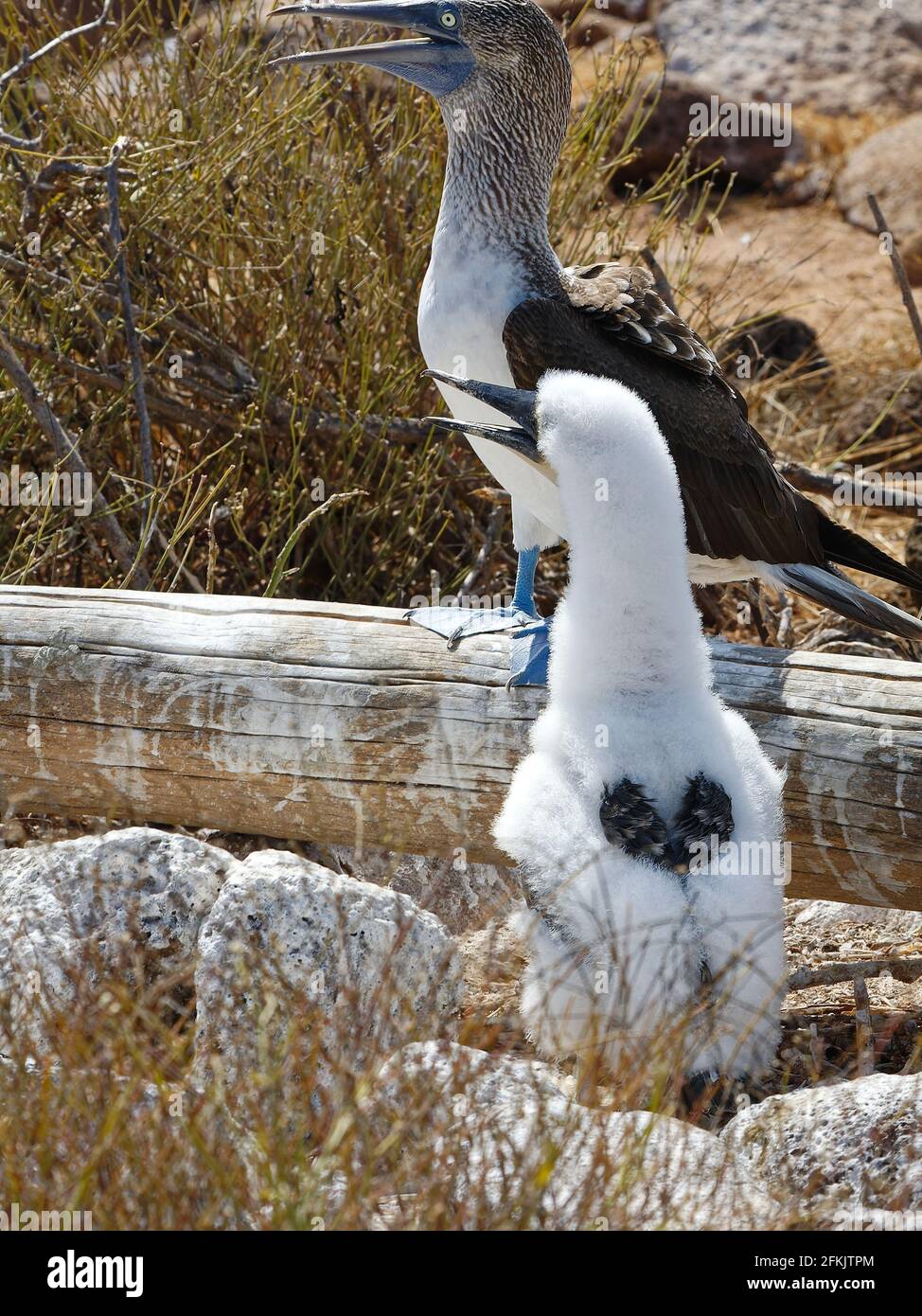Blue-footed Boobies, mother, young white chick, beaks open, wildlife ...