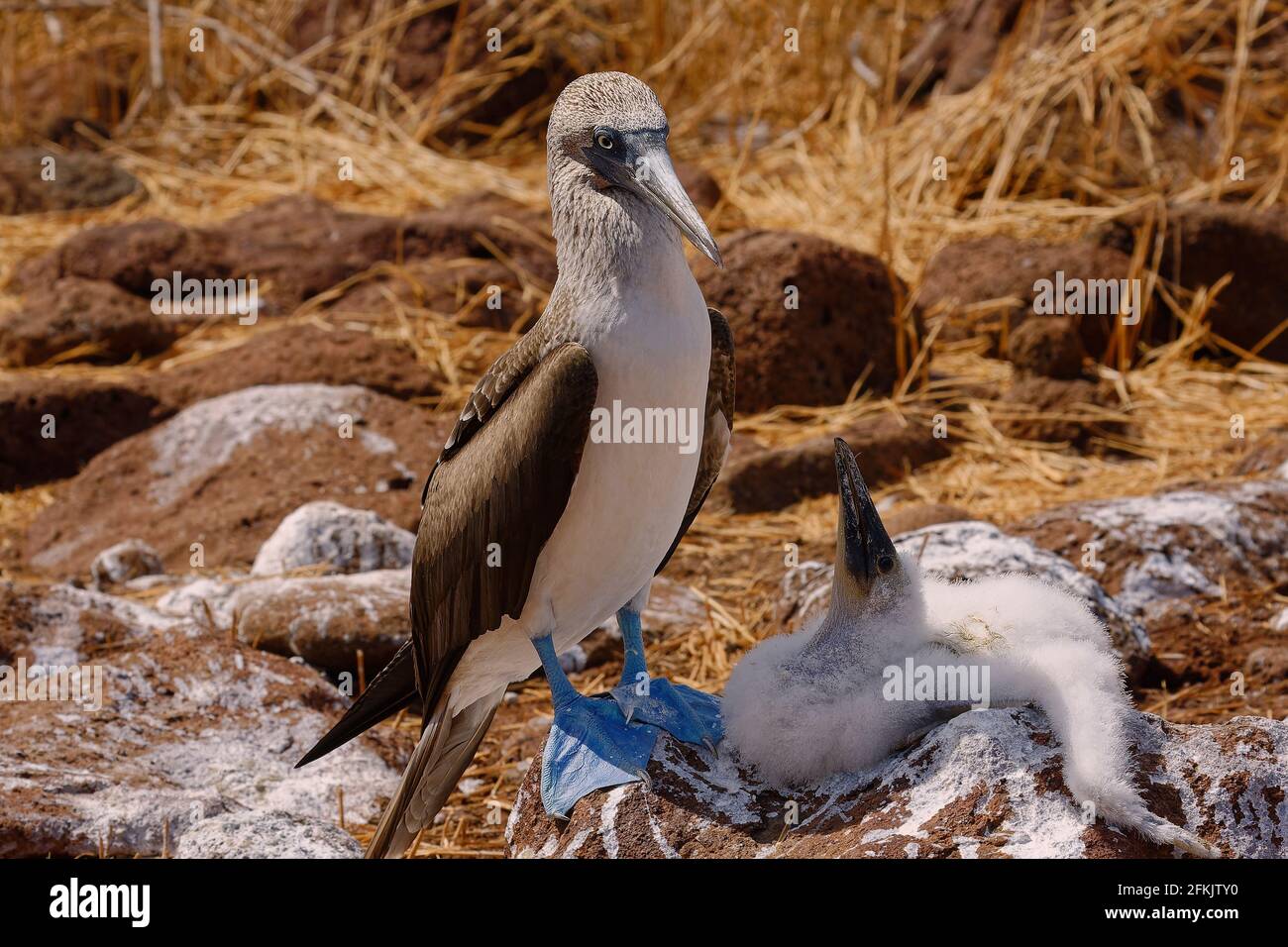 Blue-footed Boobies, mother, fluffy white chick, wildlife, Sula ...