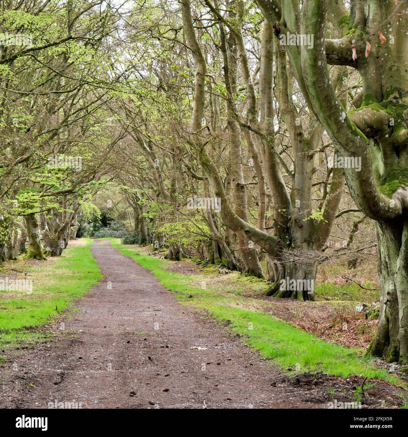the old tree lined Killumpha Drive path through Mull of Galloway ...