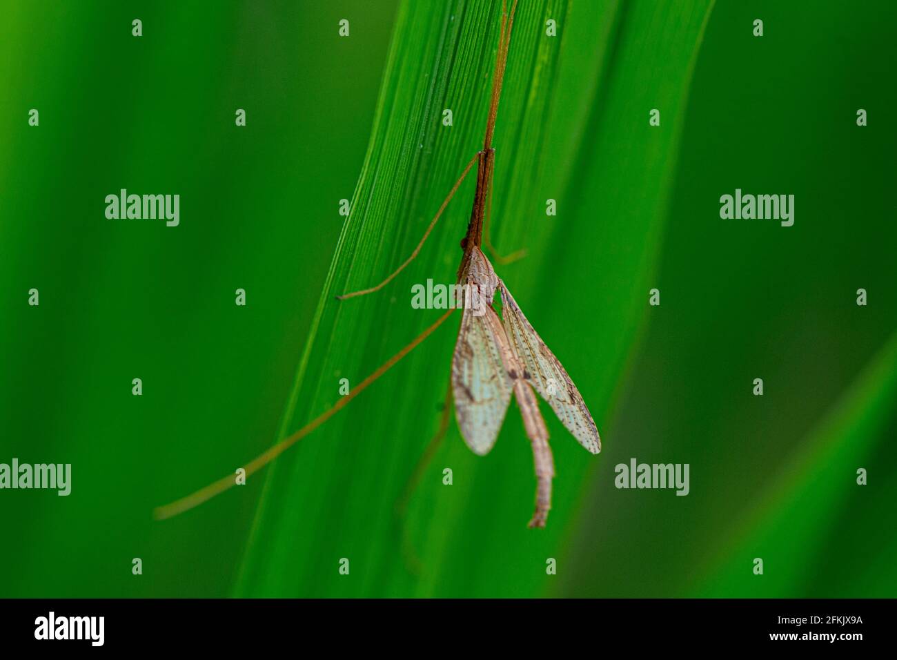 Micro insects hi-res stock photography and images - Alamy