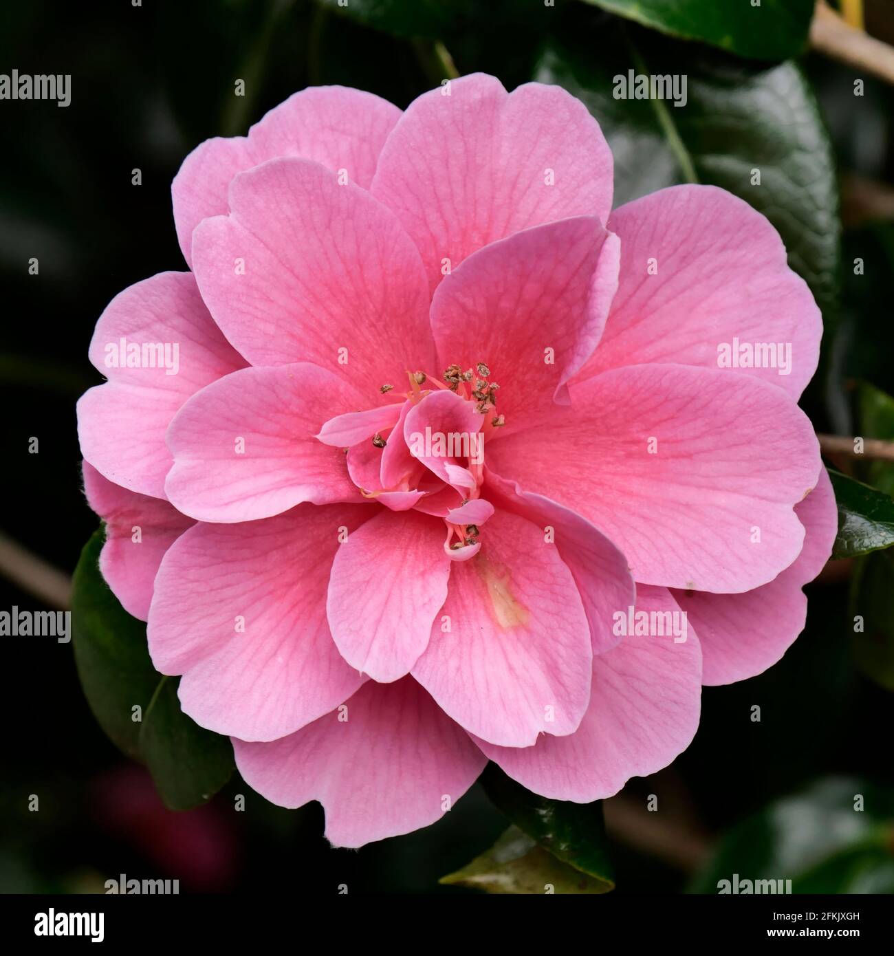 Pink Camellia High Resolution Stock Photography and Images - Alamy