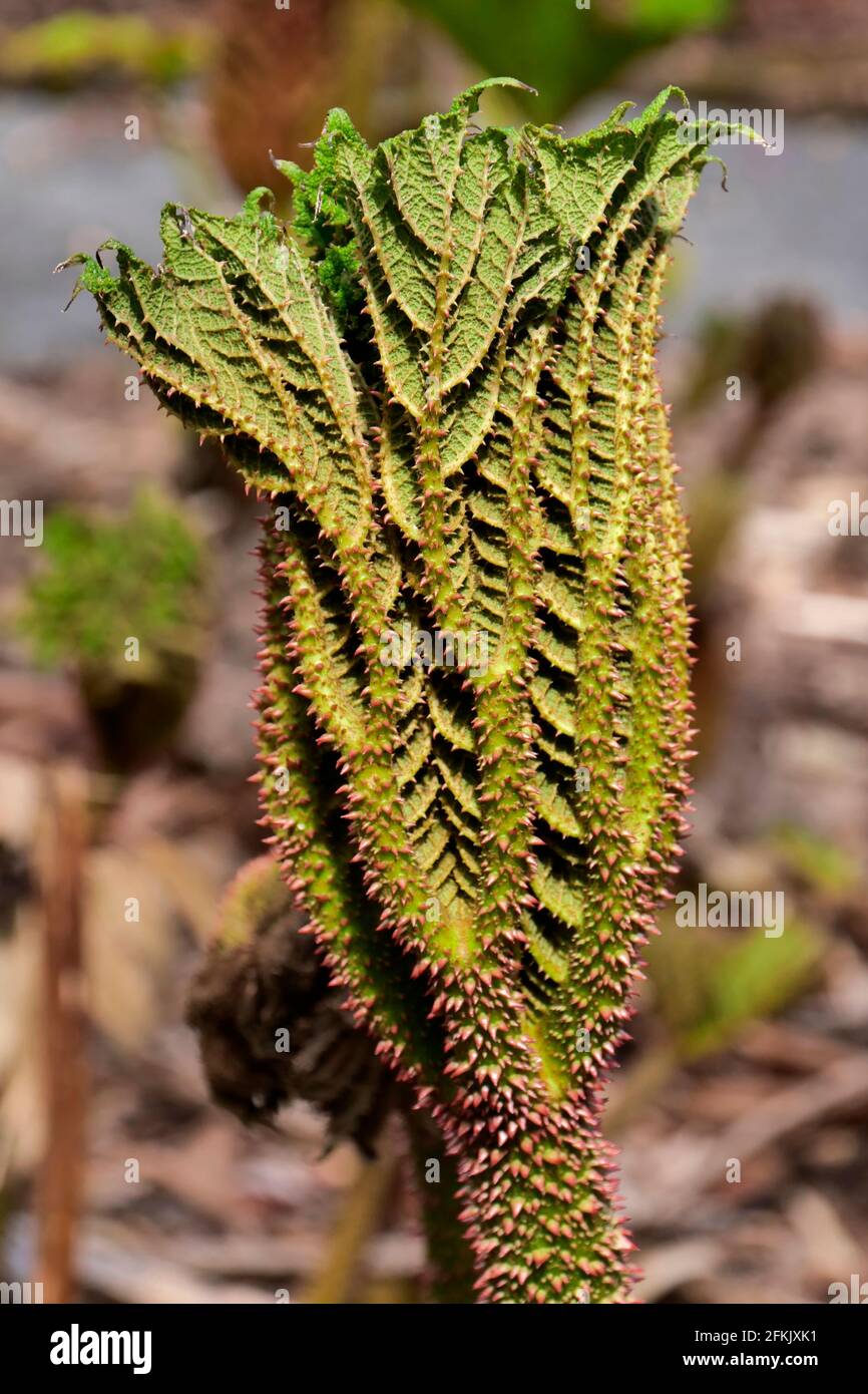Gunnera Tinctoria Flower, seen at Logan Botanic Gardens,Mull of ...