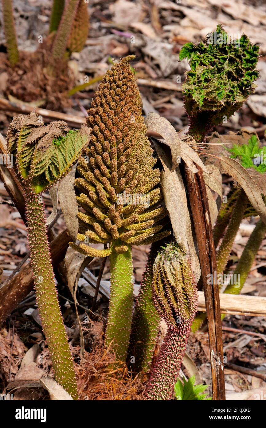 Gunnera Tinctoria Flower, seen at Logan Botanic Gardens,Mull of ...