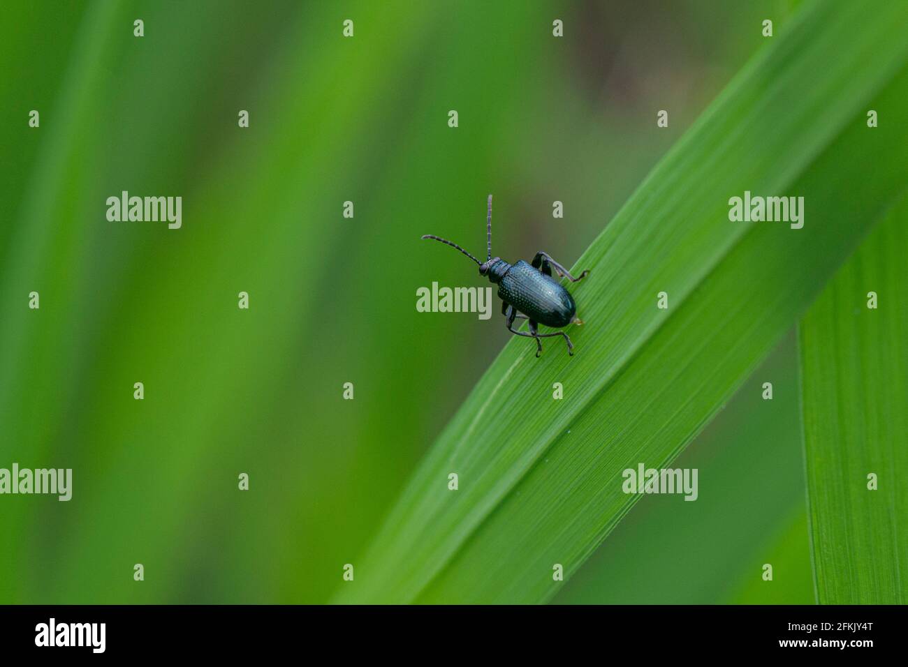 Jute insect hi-res stock photography and images - Alamy