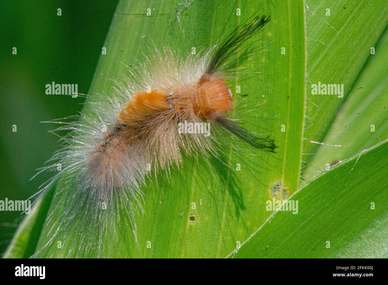 Jute insect hi-res stock photography and images - Alamy