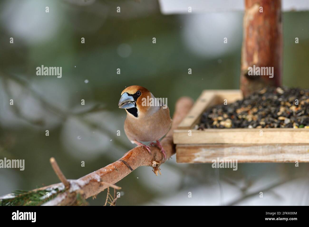 Hawfinch bird eating sunflowers and seeds on the fodder rack Stock ...