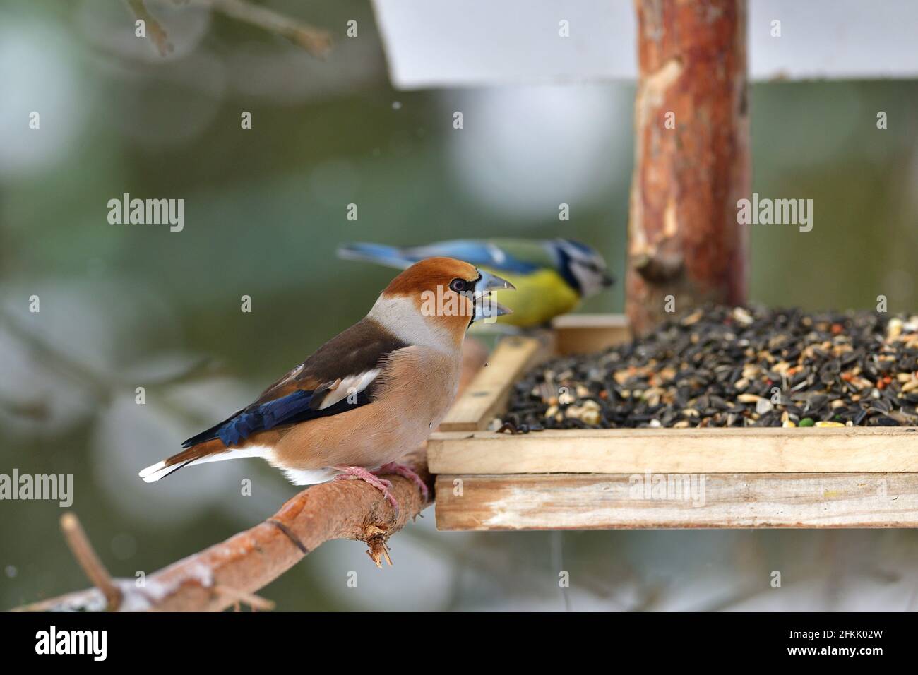 Hawfinch bird eating sunflowers and seeds on the fodder rack Stock ...