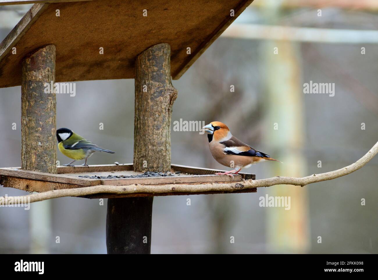 Hawfinch bird eating sunflowers and seeds on the fodder rack Stock ...