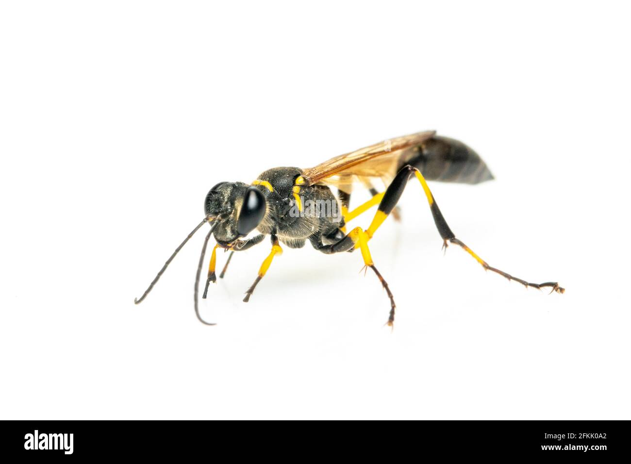 Mud dauber wasp hi-res stock photography and images - Alamy