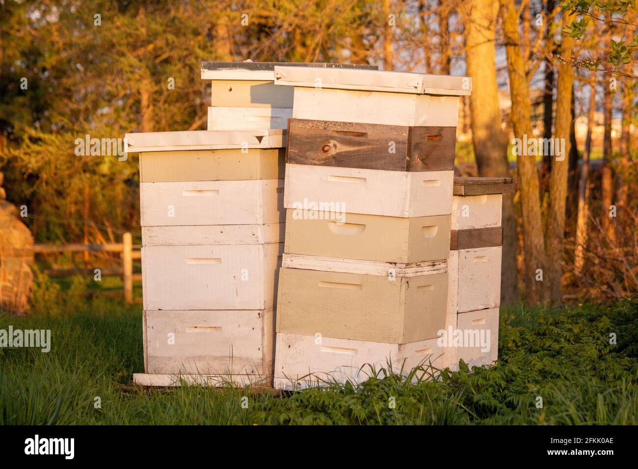 Stacked Bee Hives in Evening Sunset Stock Photo - Alamy