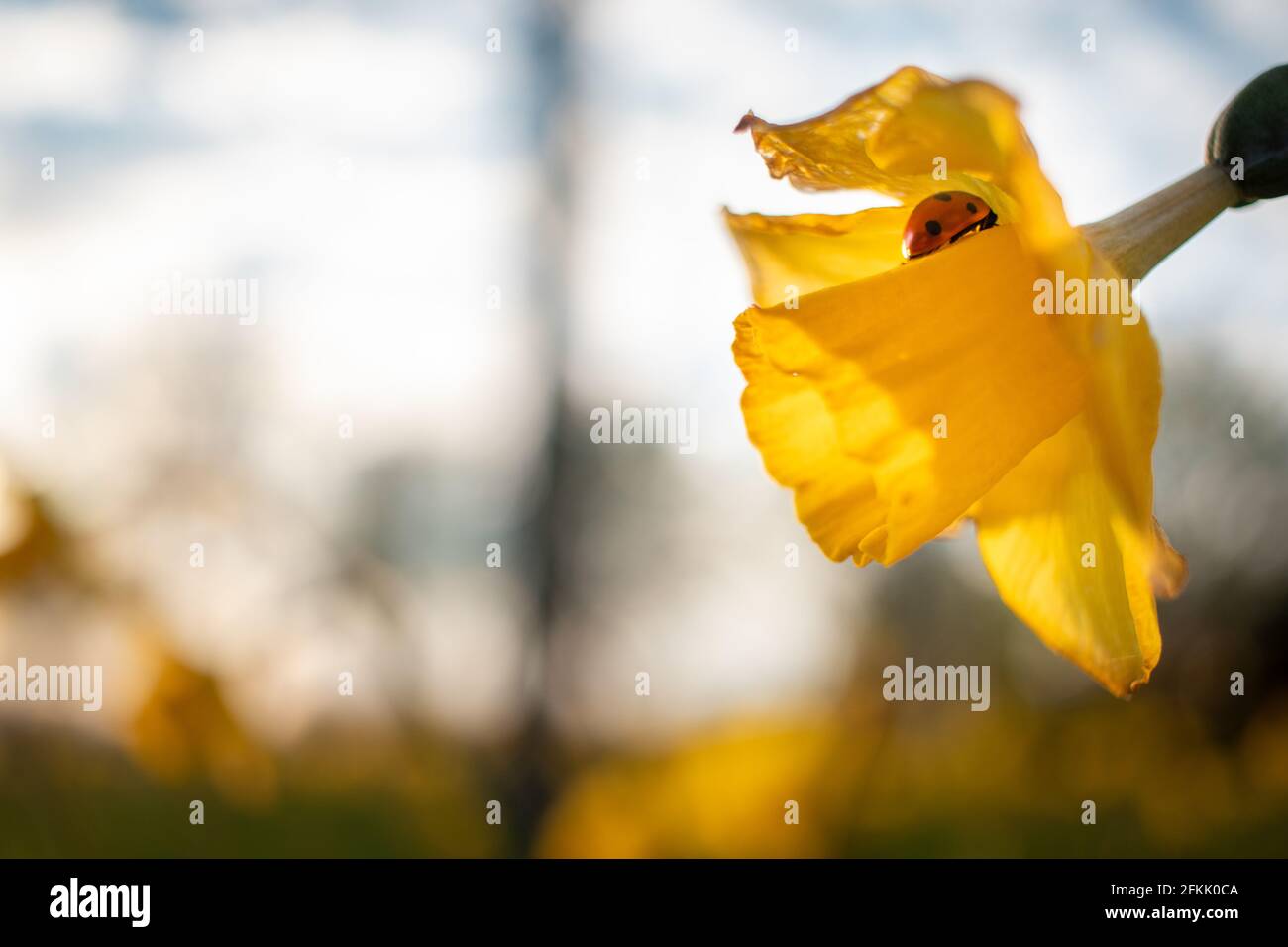The little ladybug hi-res stock photography and images - Alamy