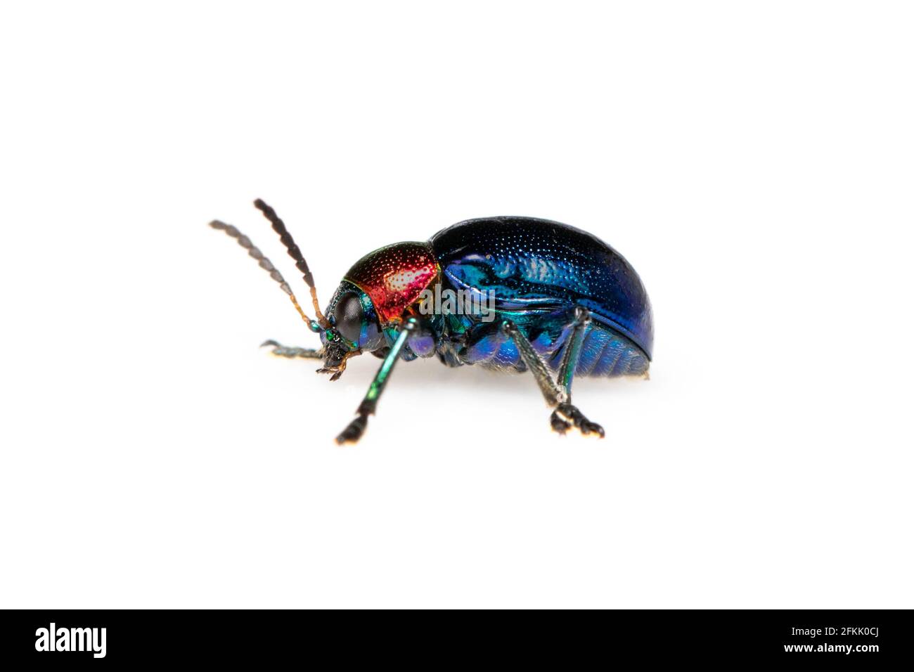 Image of blue milkweed beetle it has blue wings and a red head isolated ...