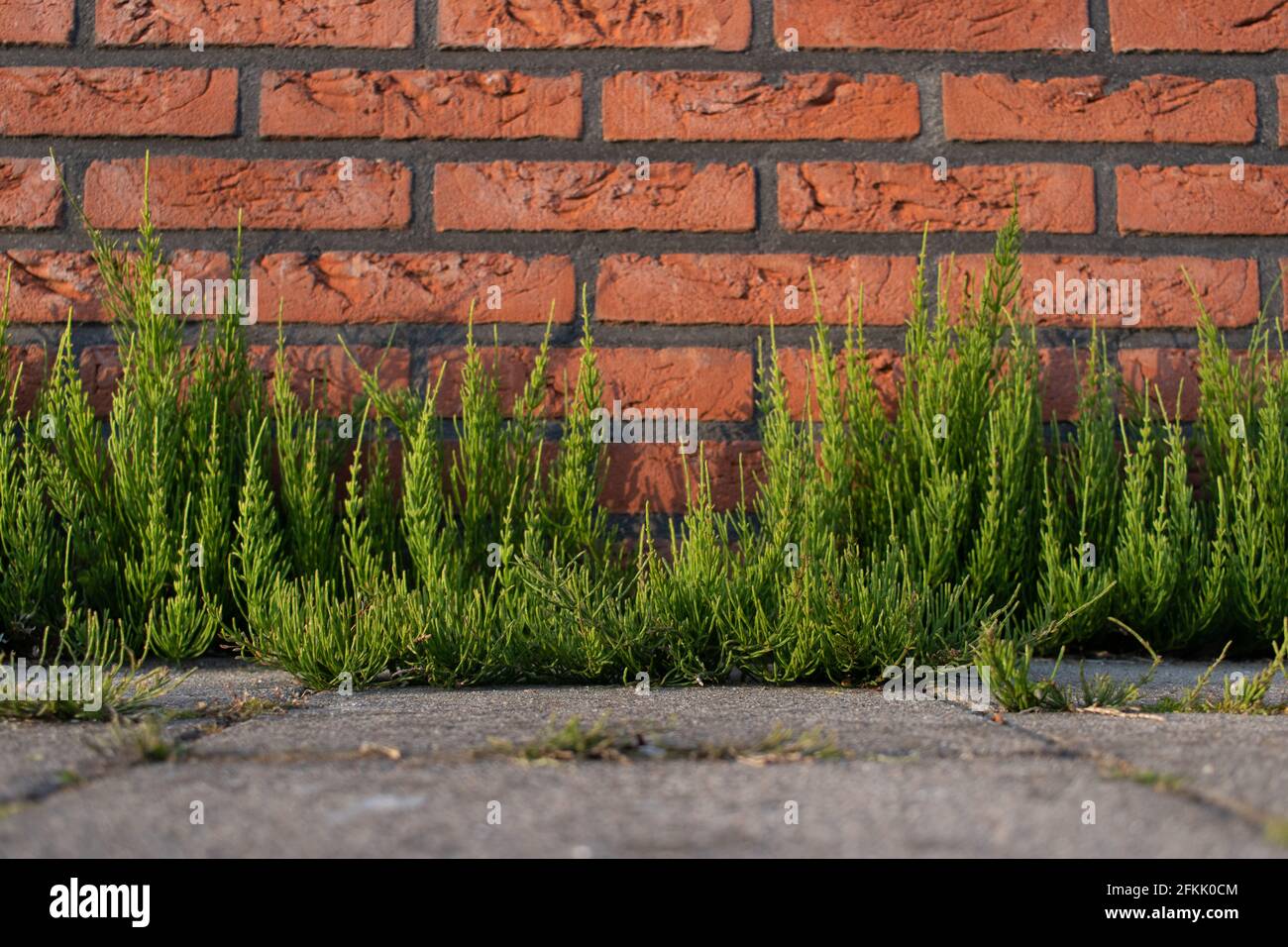 Cement tiles between green hi-res stock photography and images - Alamy