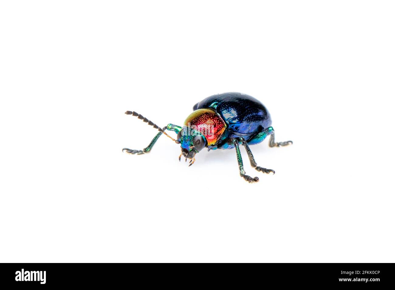 Red and blue bugs hi-res stock photography and images - Alamy
