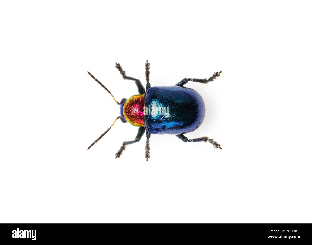 Image of blue milkweed beetle it has blue wings and a red head isolated ...