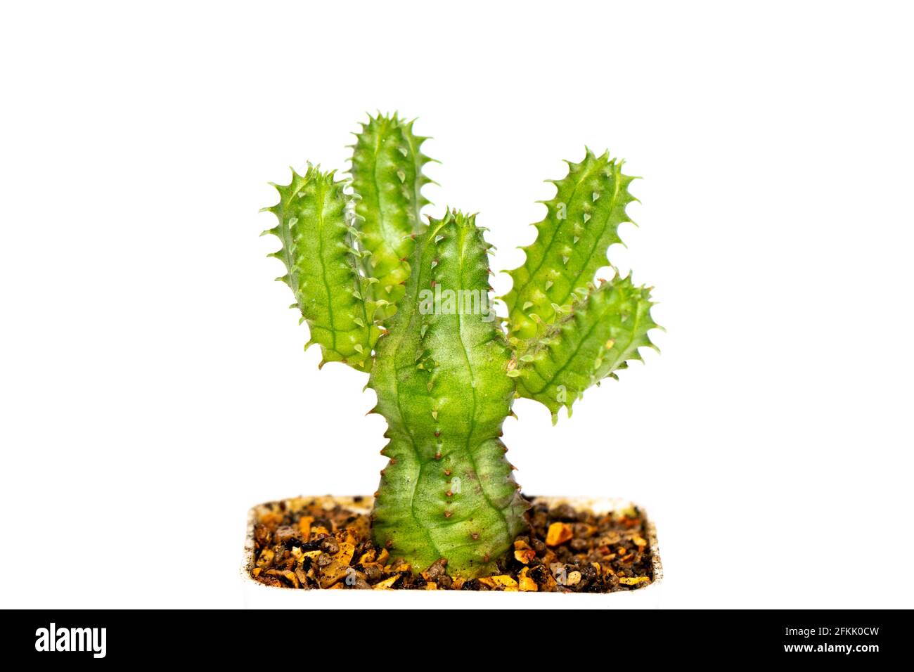 Image of cactus isolated on white background. Small decorative plant ...
