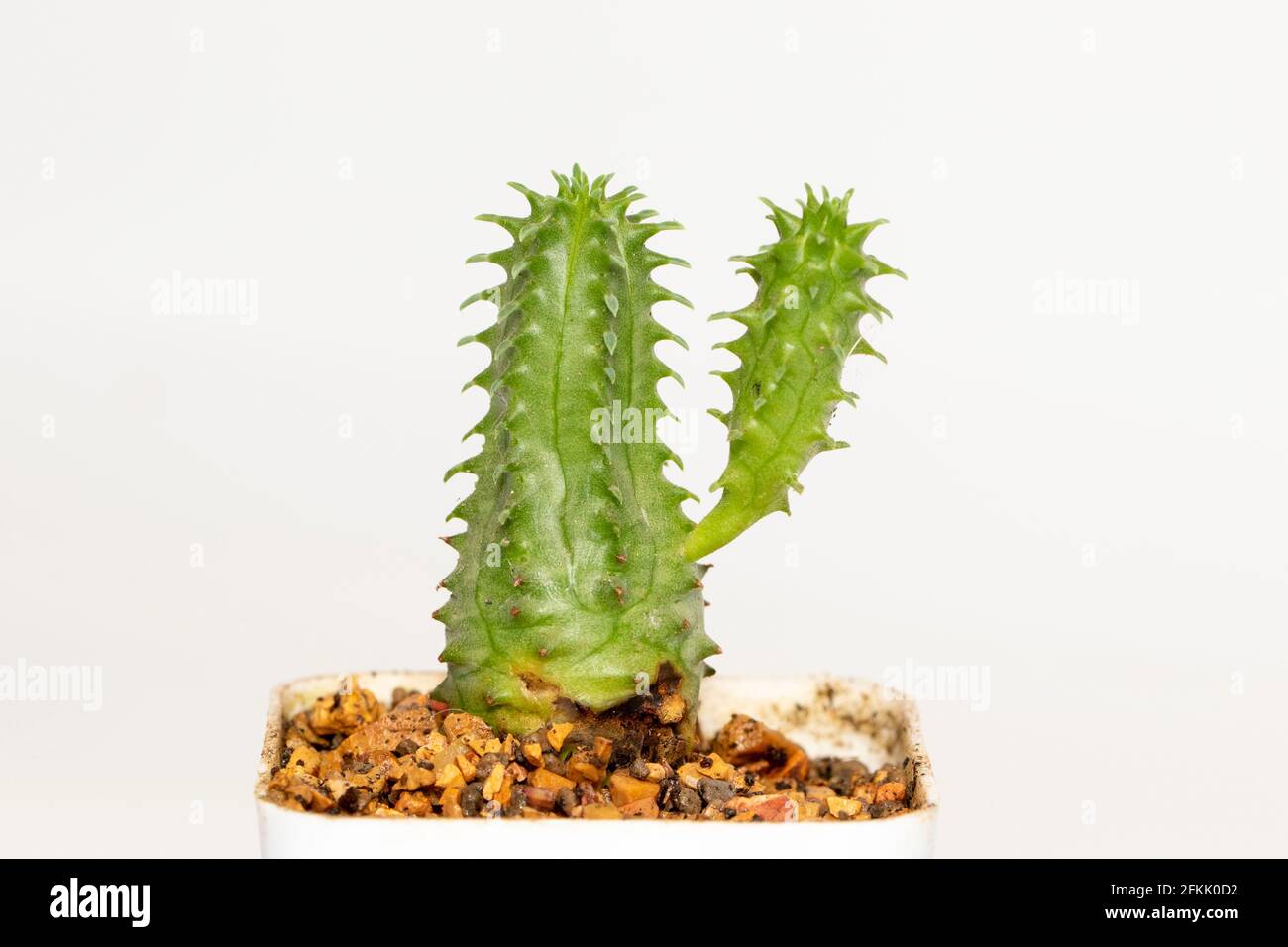 Image of cactus isolated on white background. Small decorative plant ...
