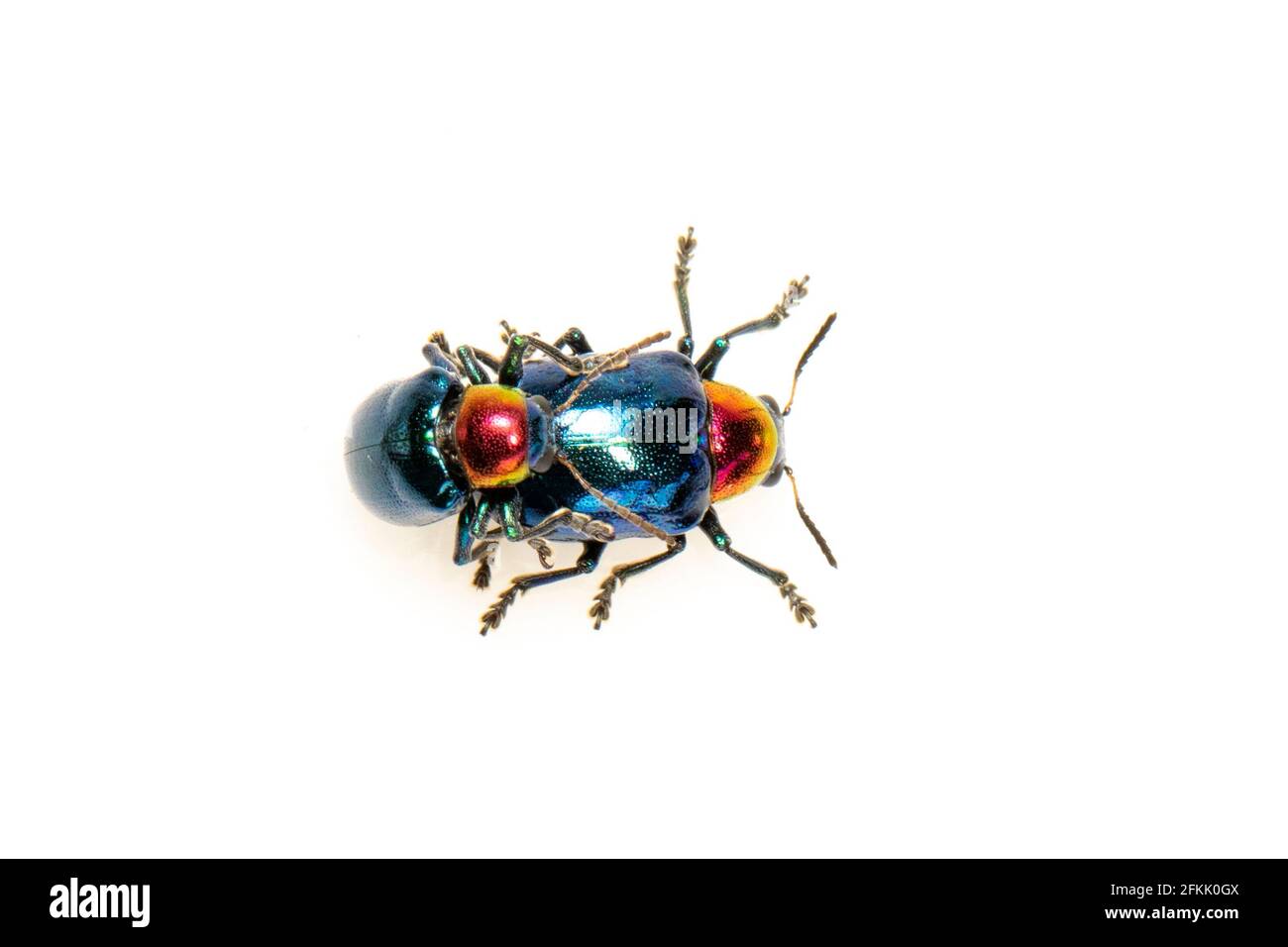 Image of blue milkweed beetle it has blue wings and a red head couple ...