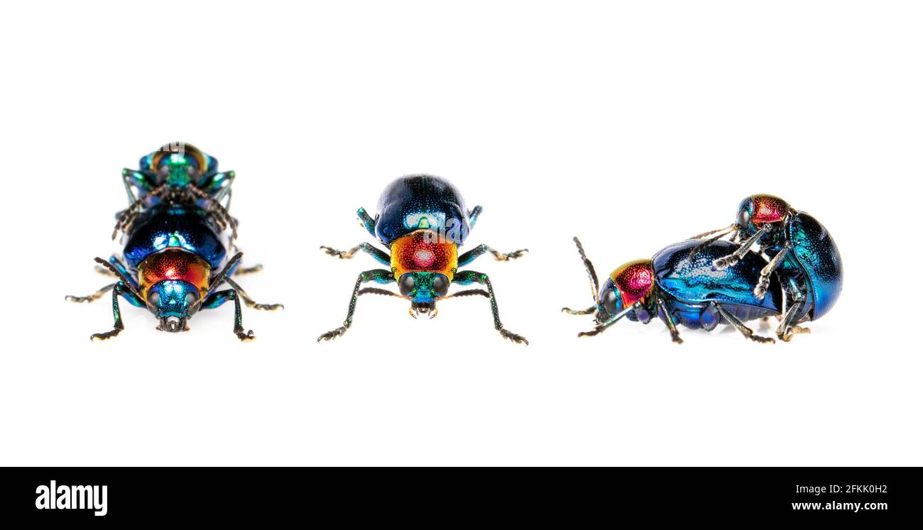 Image of blue milkweed beetle it has blue wings and a red head couple ...