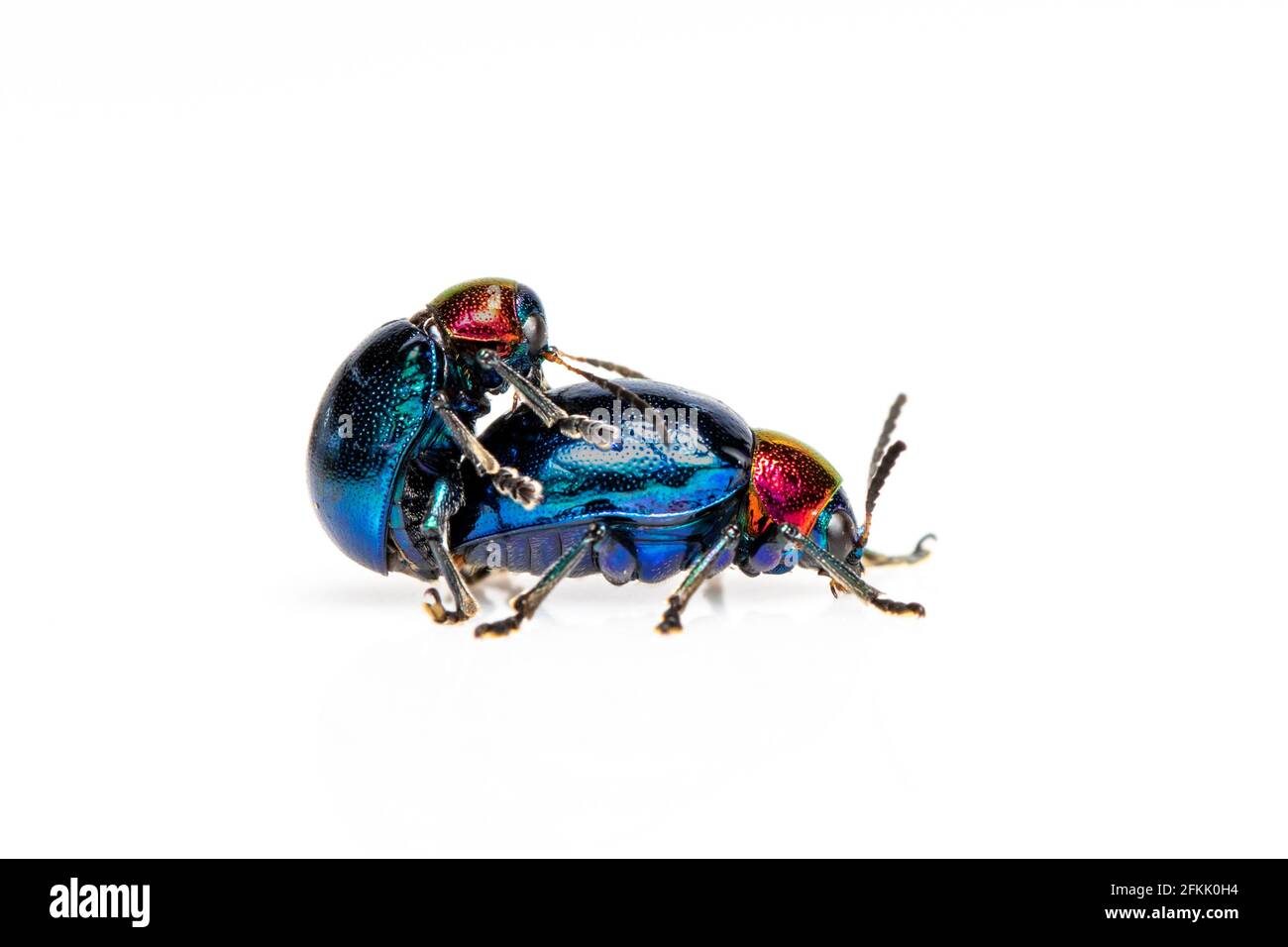 Image of blue milkweed beetle it has blue wings and a red head couple ...