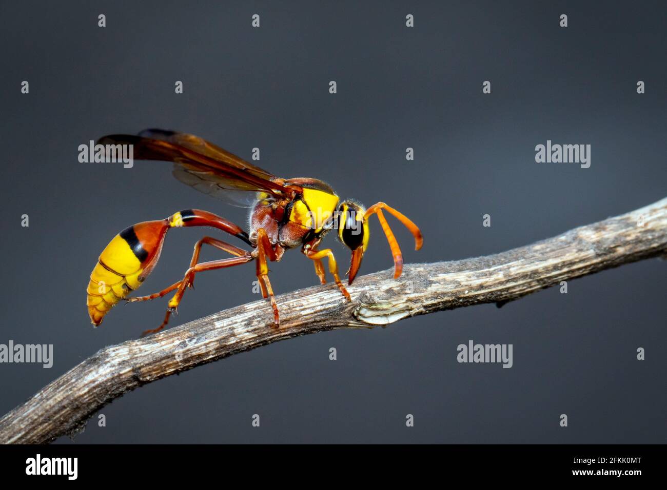 Image of black back mud-wasp on dry branch on natural background ...