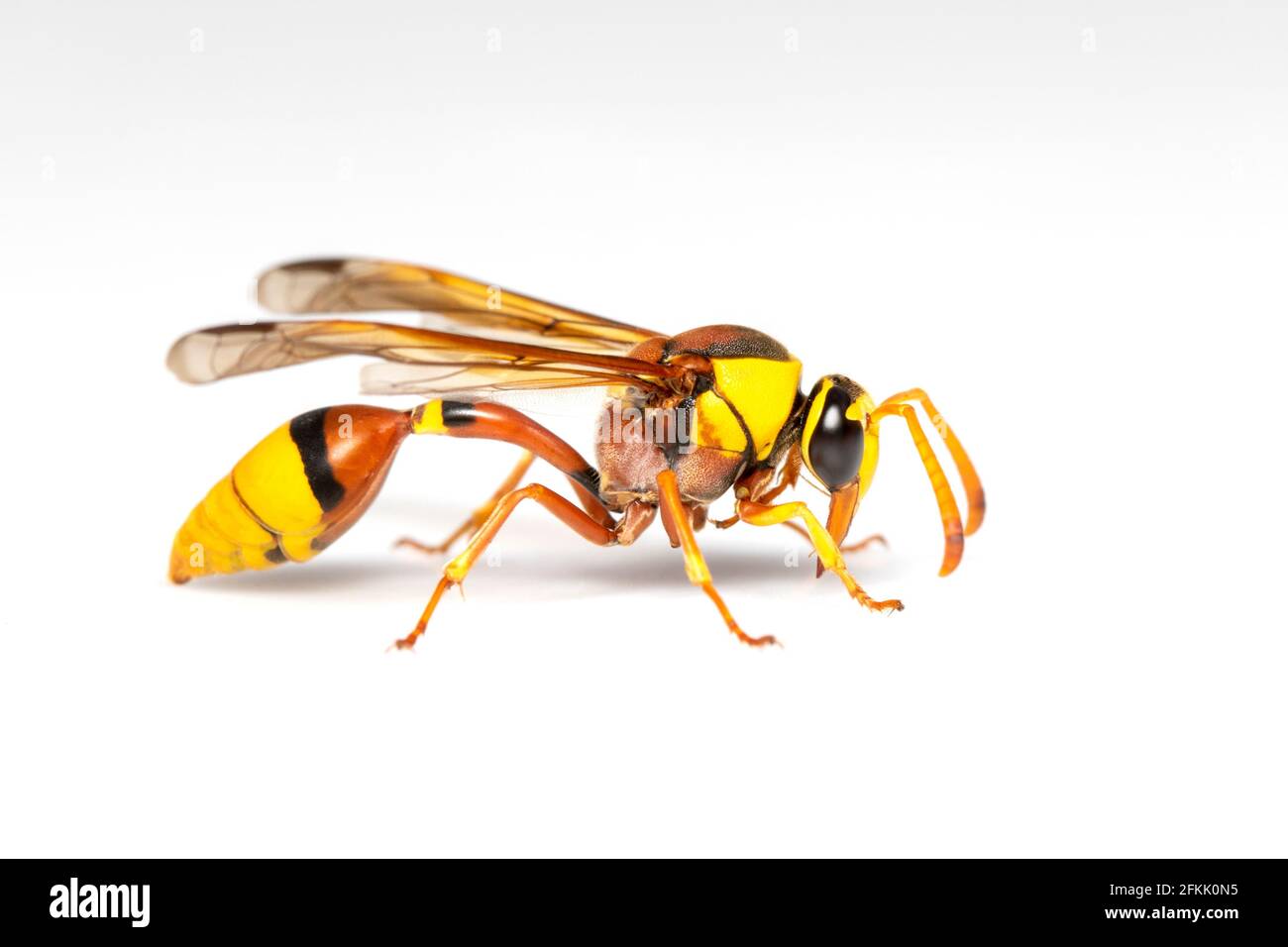 Image of black back mud-wasp isolated on white background. Animal ...
