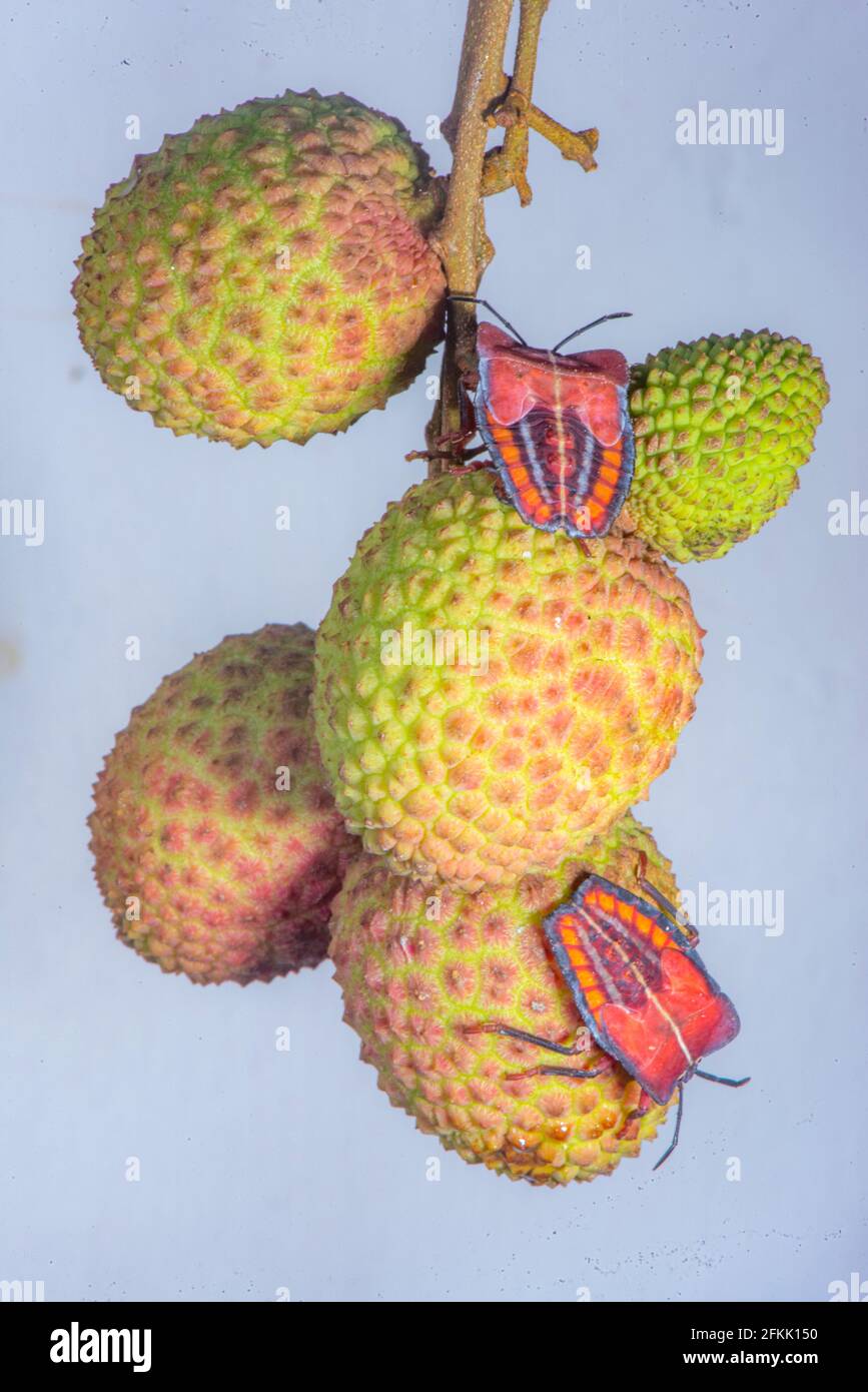 Jute insect hi-res stock photography and images - Alamy