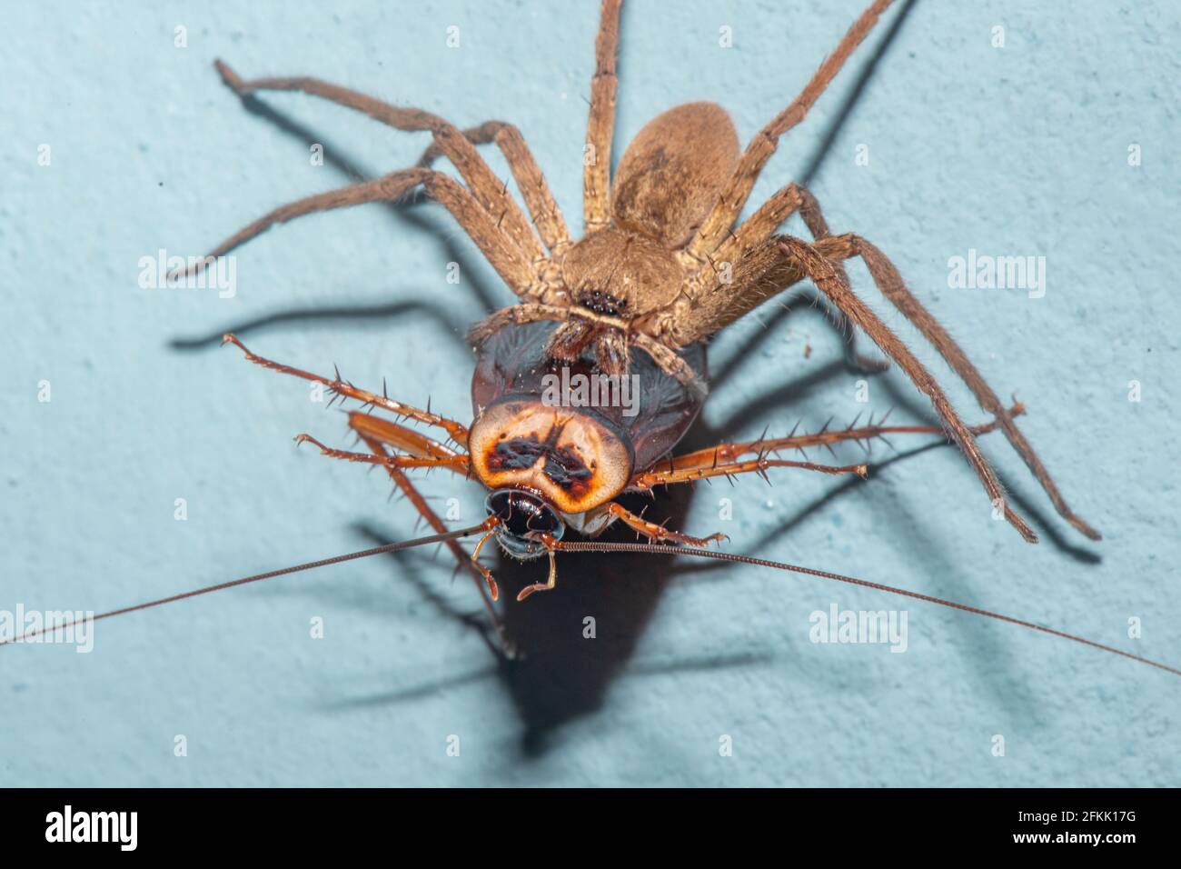 Jute insect hi-res stock photography and images - Alamy