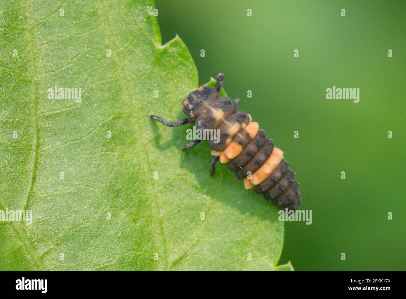 Jute insect hi-res stock photography and images - Alamy
