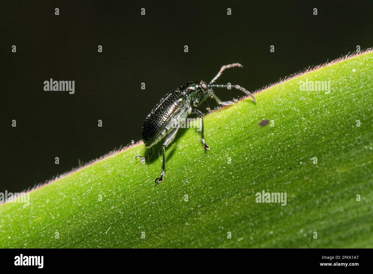 Jute insect hi-res stock photography and images - Alamy