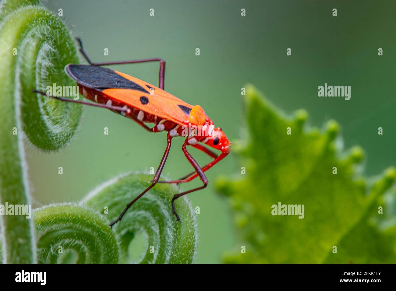 Jute insect hi-res stock photography and images - Alamy