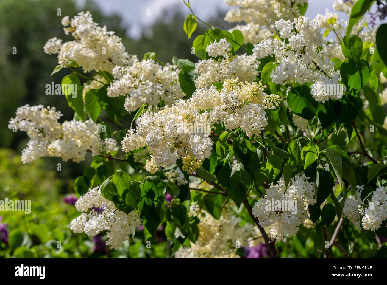 Syringa vulgaris ‘primrose’ hi-res stock photography and images - Alamy
