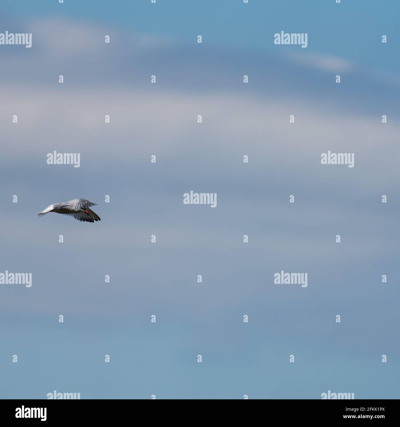 Bird flying and looking down with extended wings Stock Photo - Alamy