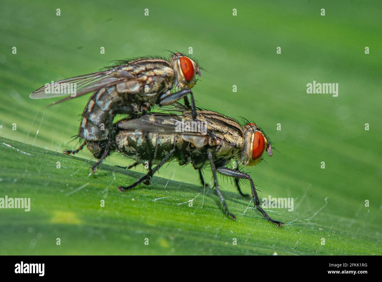 Jute insect hi-res stock photography and images - Alamy