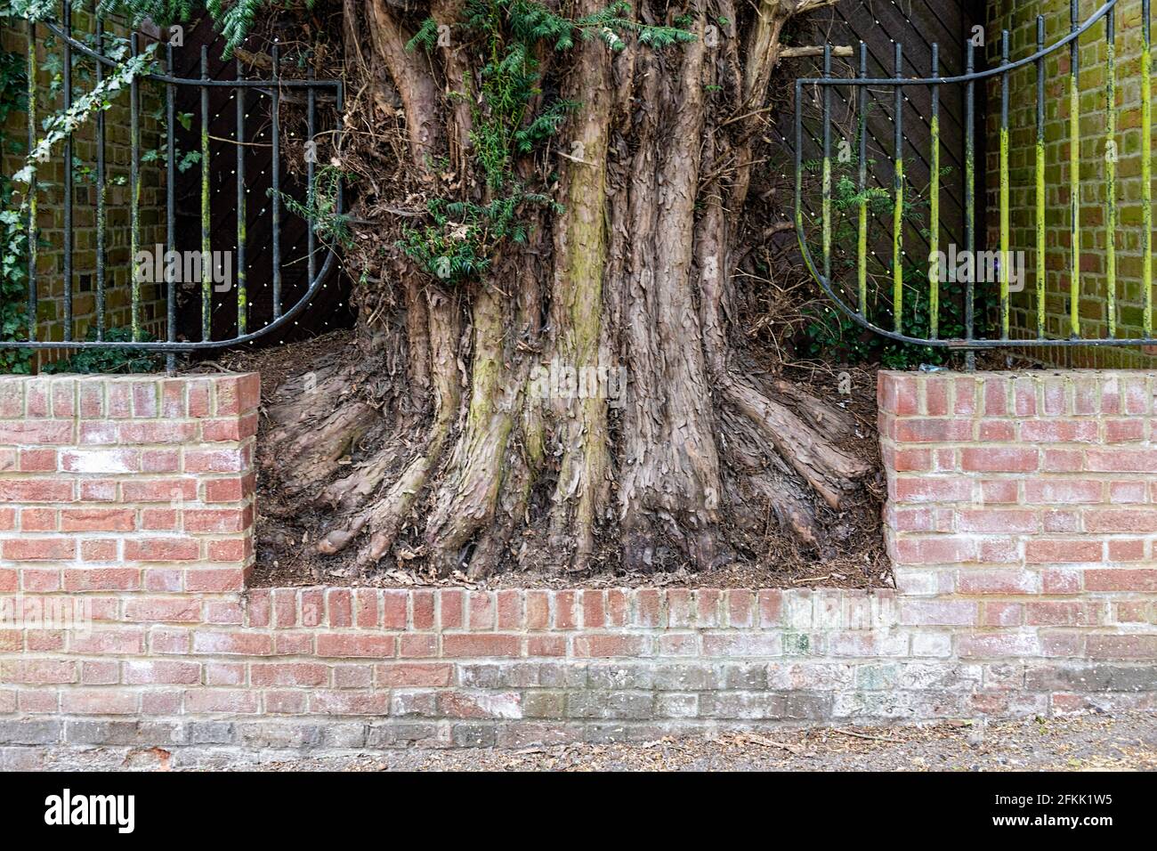 Roots yew tree hi-res stock photography and images - Alamy