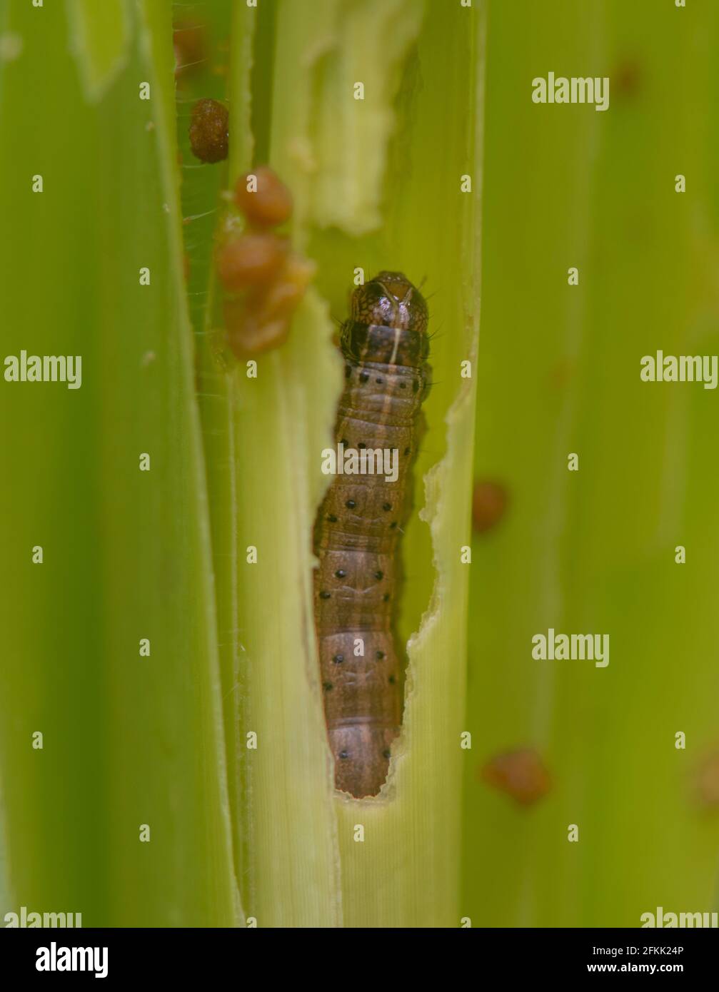 Jute insect hi-res stock photography and images - Alamy