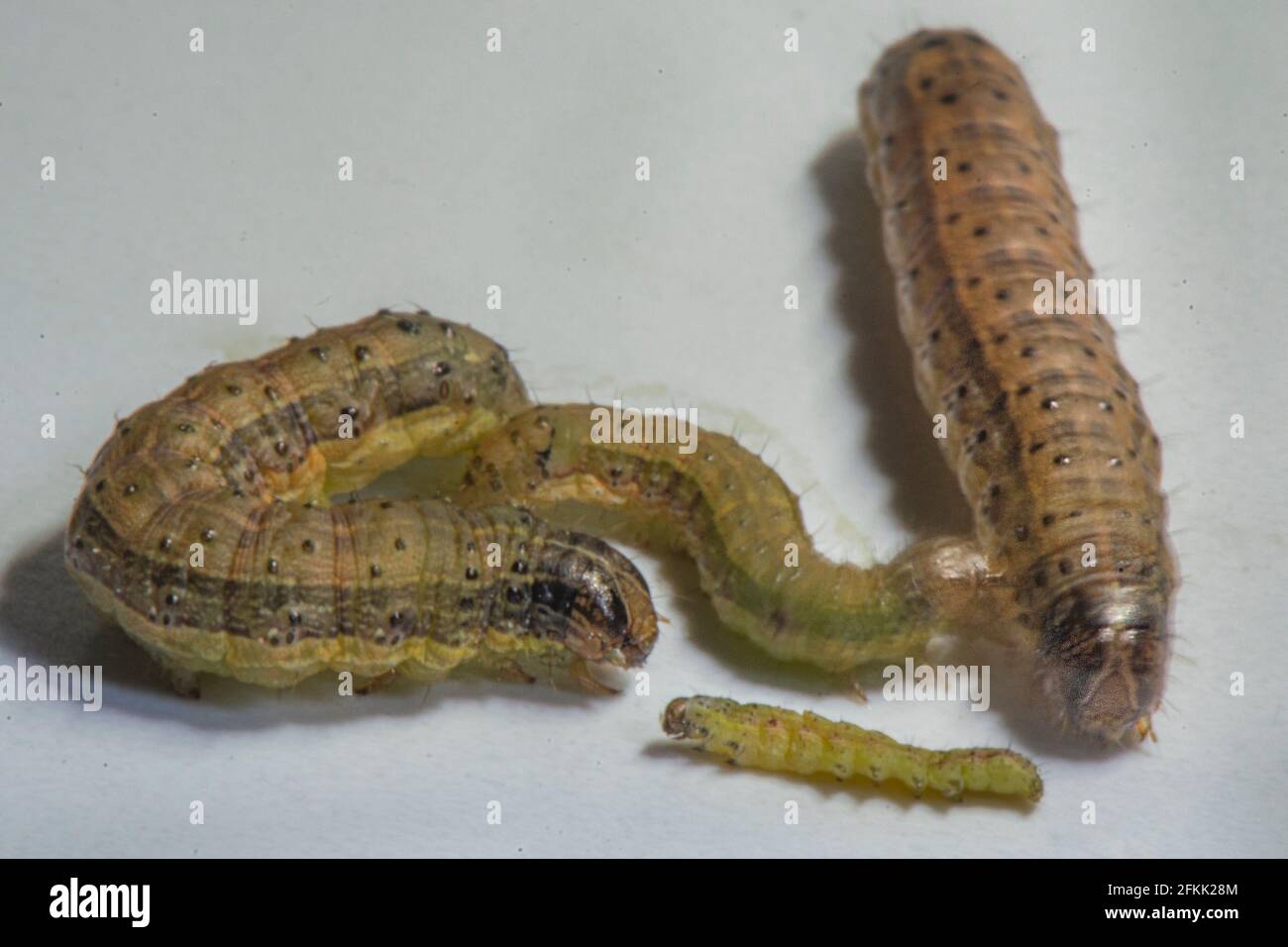 Jute insect hi-res stock photography and images - Alamy