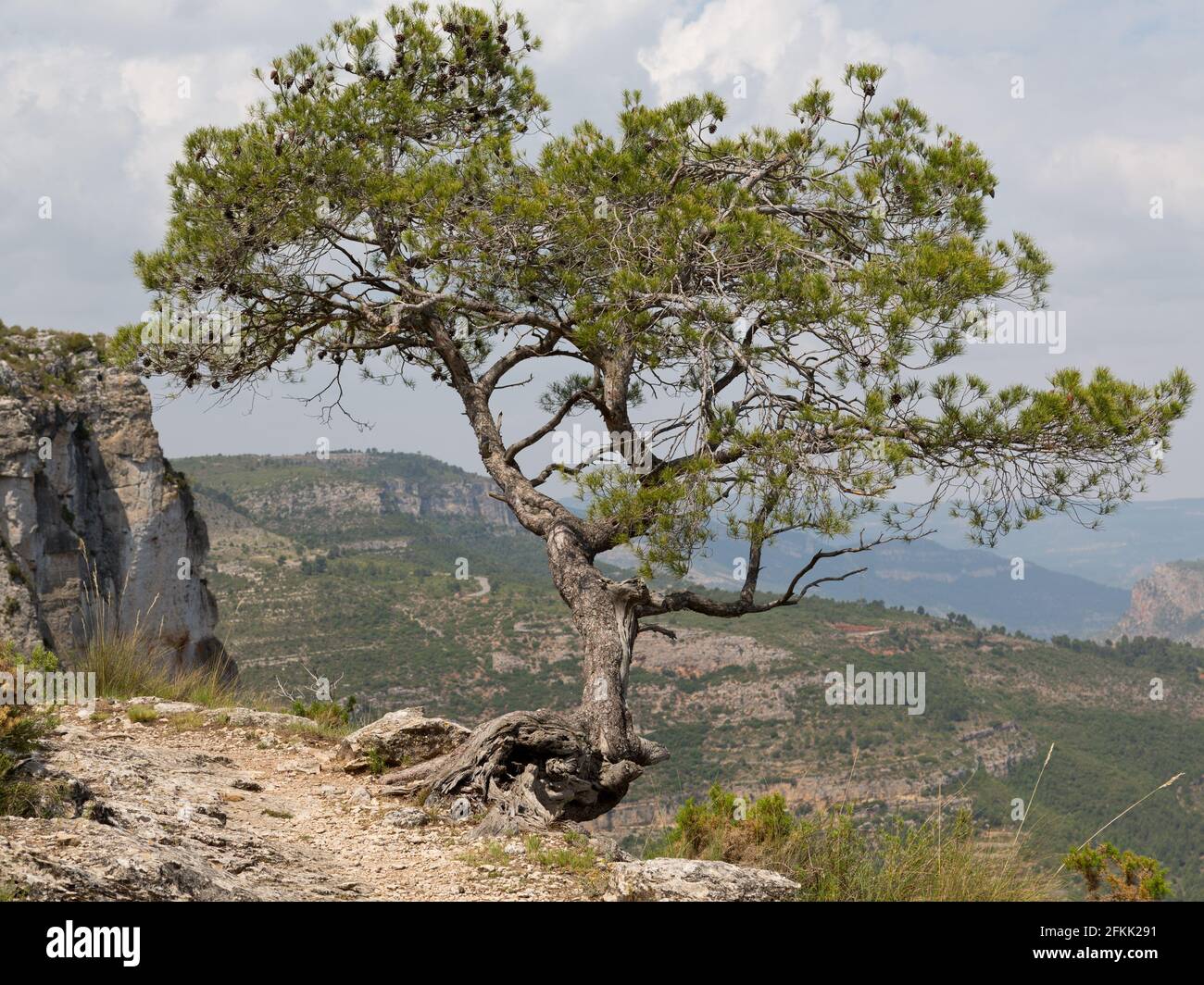 pine tree over cliff Stock Photo - Alamy