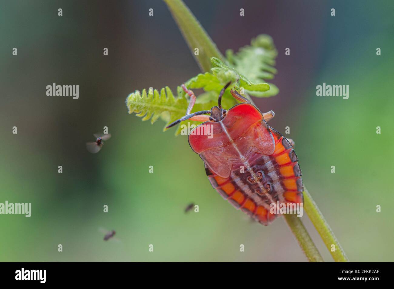 Jute insect hi-res stock photography and images - Alamy