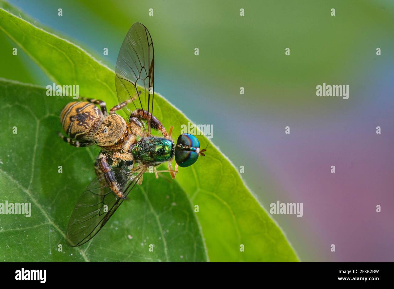 Jute insect hi-res stock photography and images - Alamy