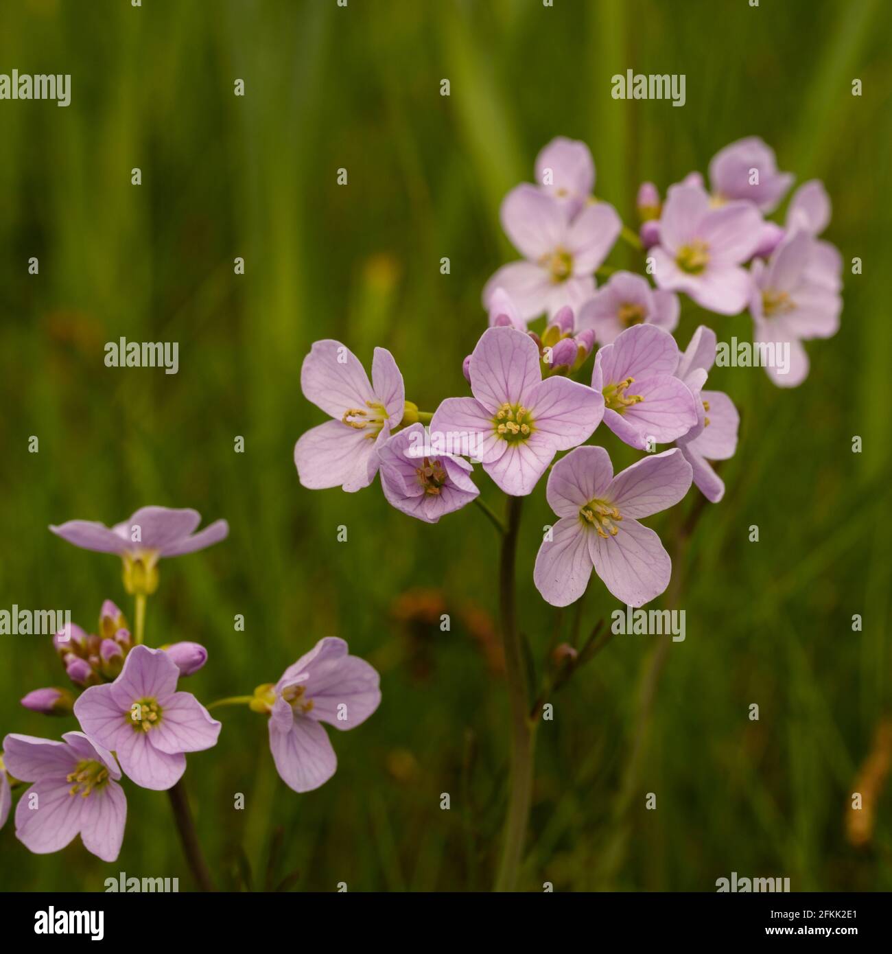 Beautiful spring colours hi-res stock photography and images - Alamy